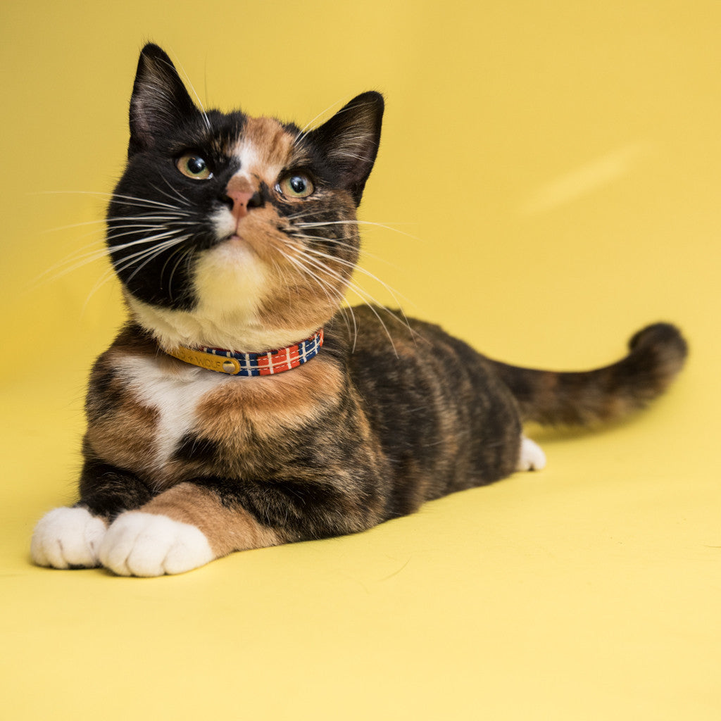 Designer Kitten Collars | Luxury Kitten Collars – Chelsea Cats