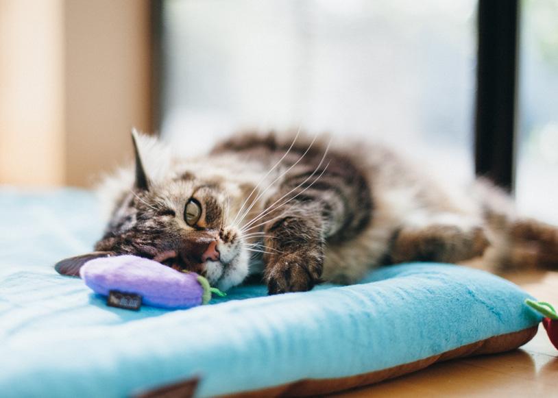 Gifts For Cats | Presents For Cats – Chelsea Cats