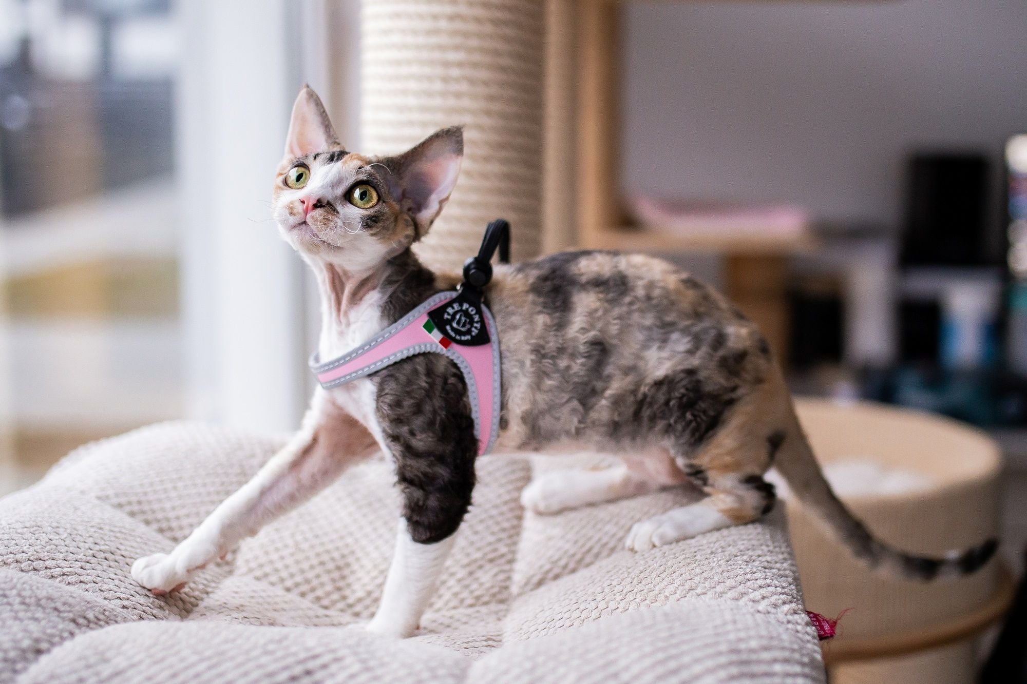 Designer Kitten Harnesses and Leads – Chelsea Cats