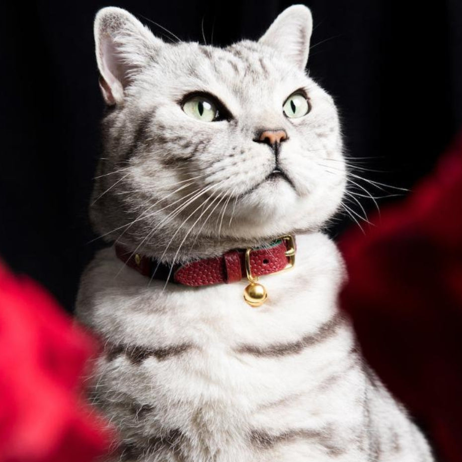 Chelsea Cats - The home of luxury cat accessories